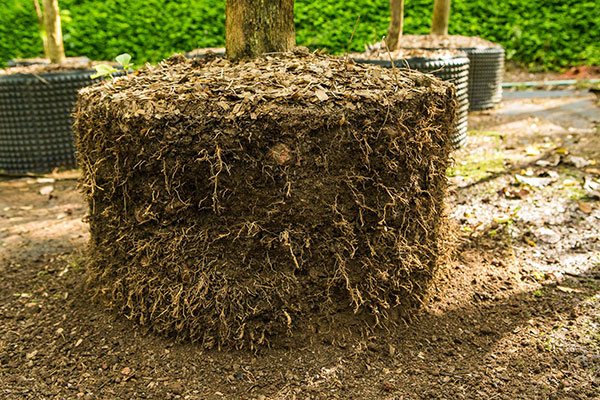 RootMaker – Fabrica de Arvores