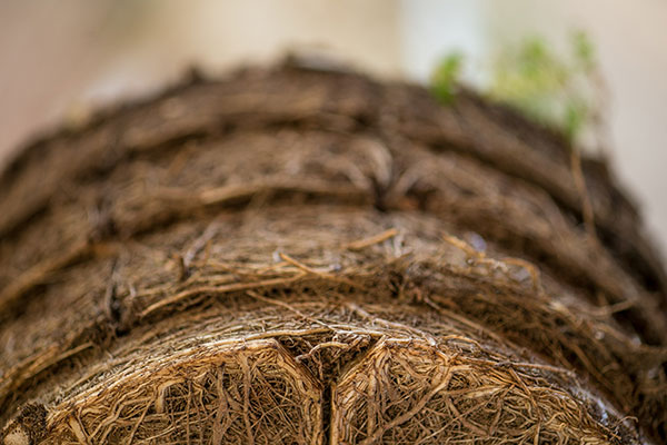 RootMaker – Fabrica de Arvores